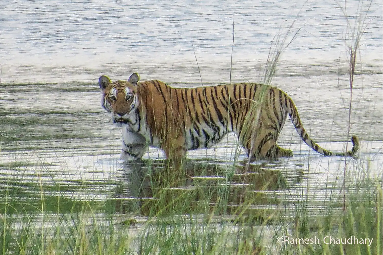 Tiger Watching Tour in Bardia - Visit Kailash Treks